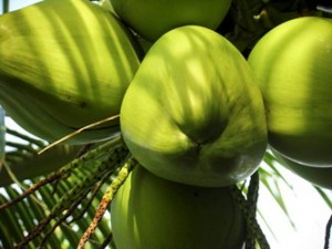 Health benefits of drinking coconut water - CureZone