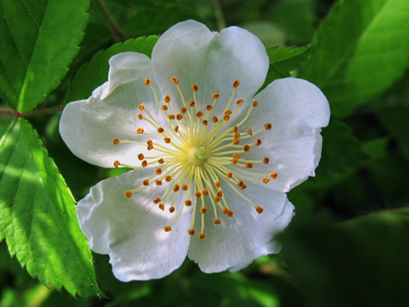 The Joyce Road Neighborhood: Wildflower - Multiflora Rose