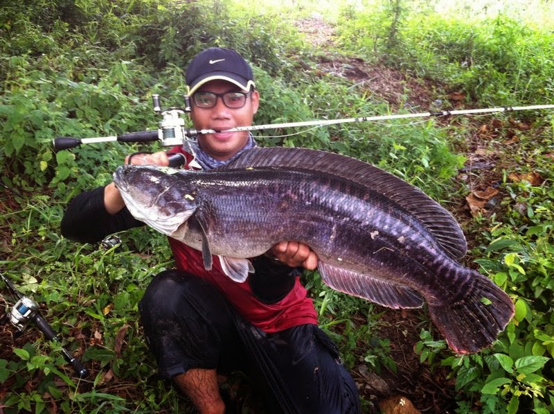 Cara Memancing Ikan Haruan Paling Mudah Dan Efektif ~ Resep Umpan Ikan ...