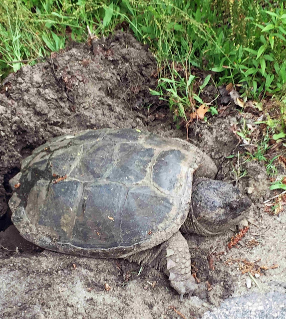 Avalonia eTrails: Time for Turtles