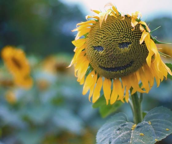 Funny Flowers That Make You Lol