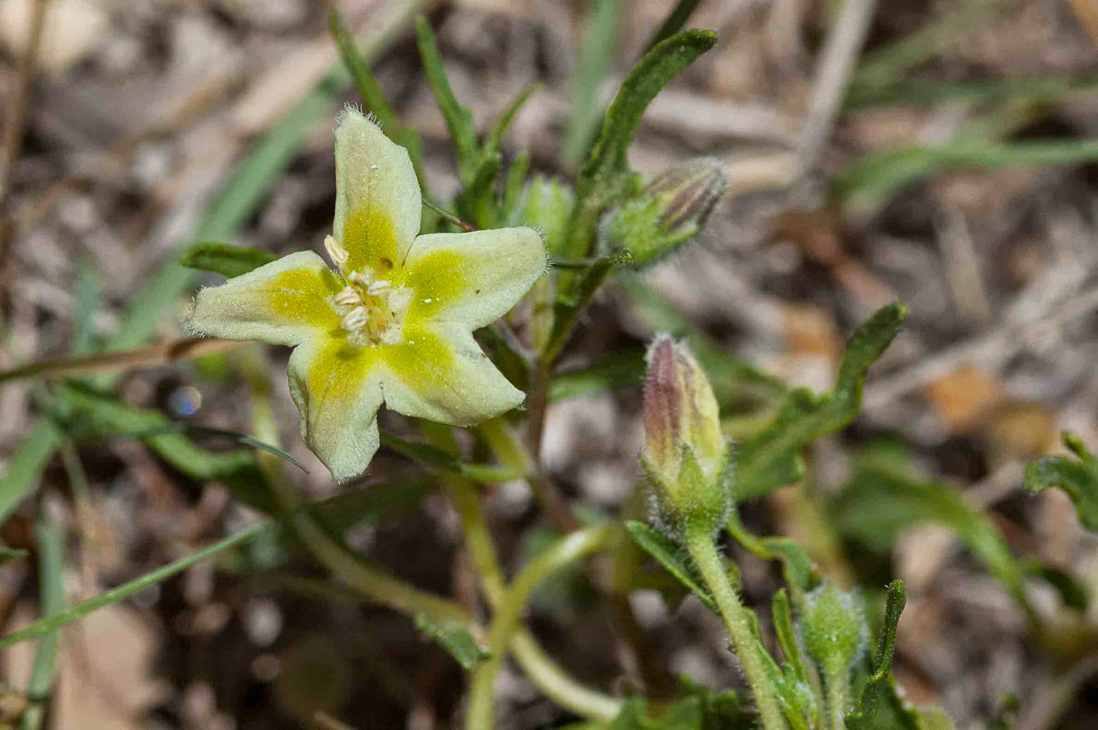 Window on a Texas Wildscape: I love nightshades