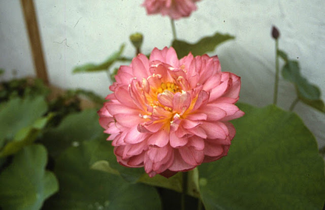 Aquascape Your Landscape: The Lovely Lotus