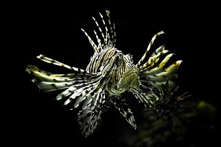 5 Animals with the Most Unique Hunting Strategy