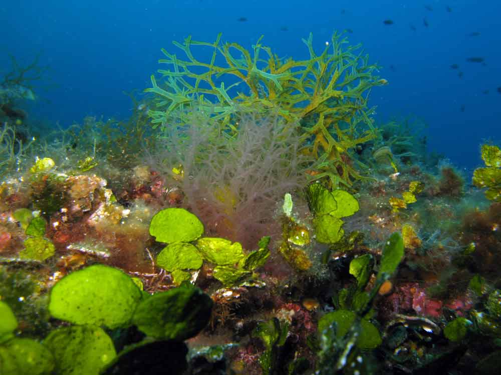 FREYA KOSMETIK: LA RICCHEZZA DELLE ALGHE