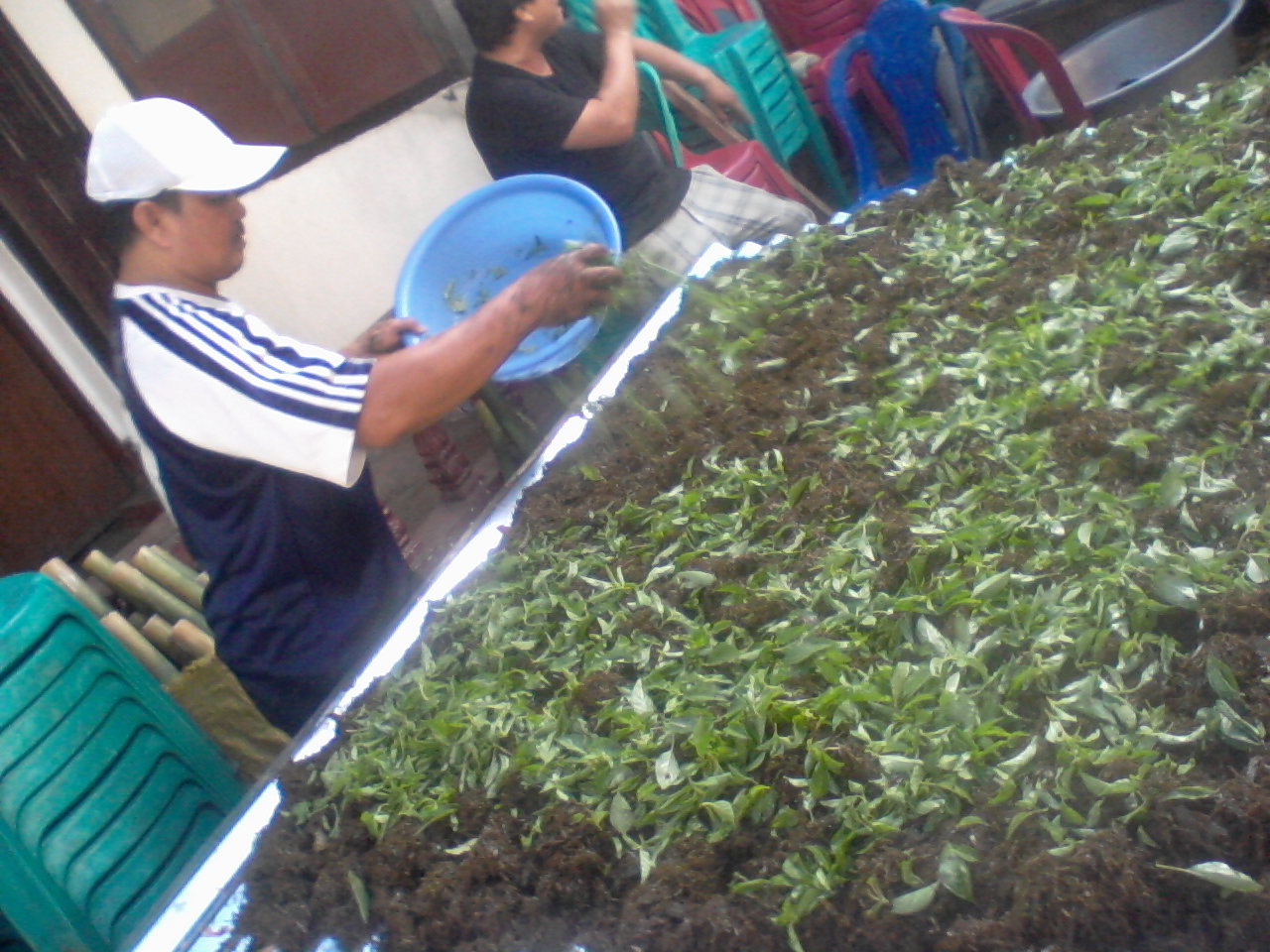 PANGI dan Saut: Pangi & Sa'ut makanan Khas Minahasa / manado