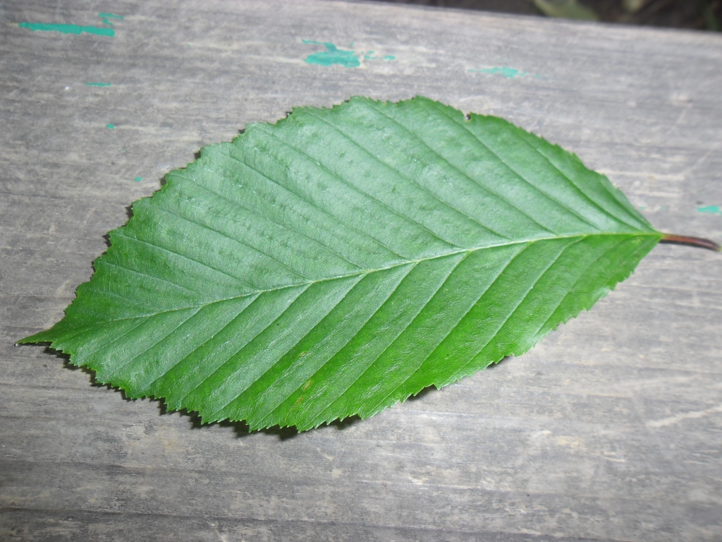 Dreviny v areáli školy