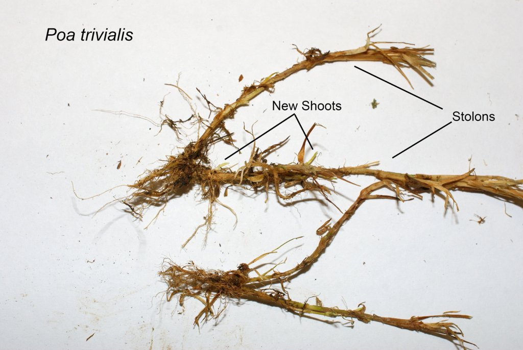 Sugar Creek Golf Course Blog: Turf Notes: Poa trivialis