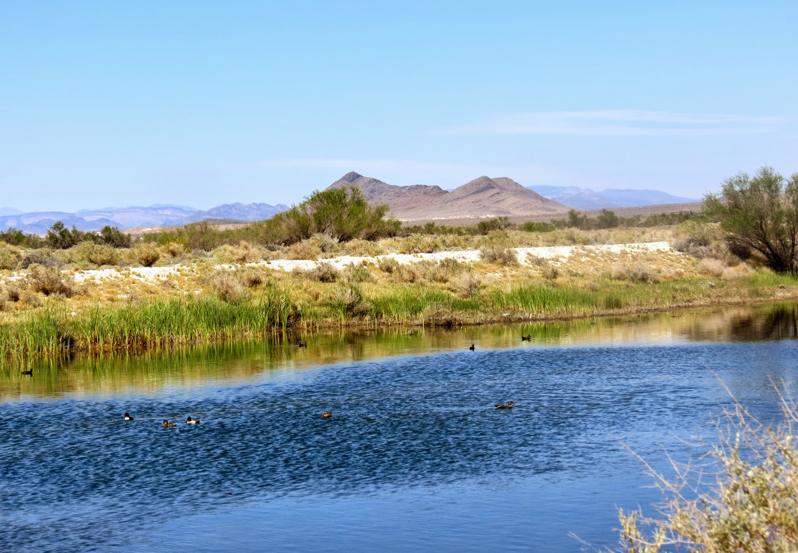Where's Liz? 2014: Ash Meadows National Wildlife Refuge, NV
