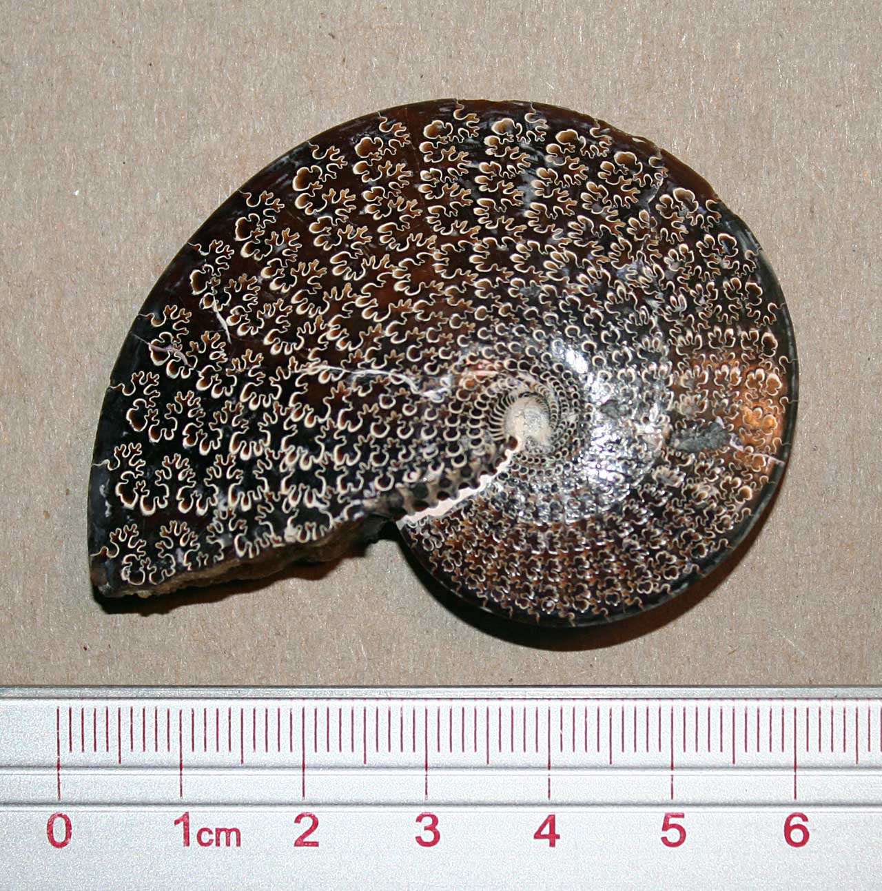 Louisville Fossils and Beyond: Sphenodiscus lenticularis Ammonite