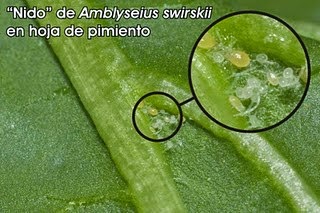 FITOSOFIA: CONTROL INTEGRADO (Amblyseius swirskii)