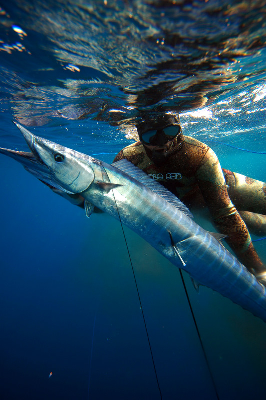 Coatesman's Spearfishing & Waterman's Blog: Spearfishing Guide