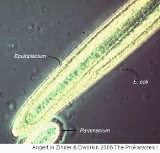 Gigantes bacterianos: Bacterias gigantes