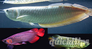 Interesting information about Arowana fish - Quicki Tips