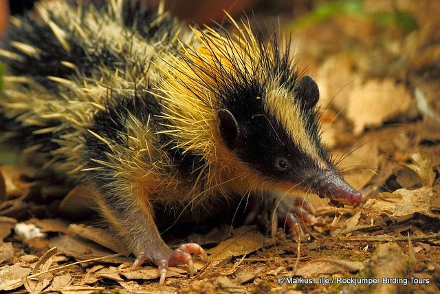 LOWLAND STREAKED TERNEC photos - wallpapers | the fun bank