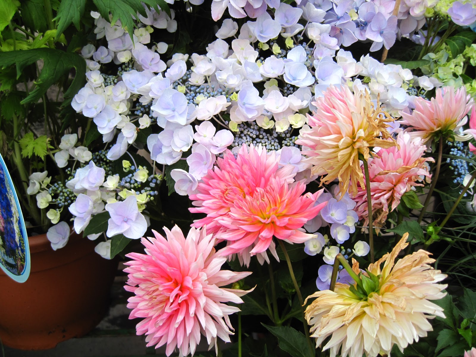 ParisEncore: ~Paris Flowers~