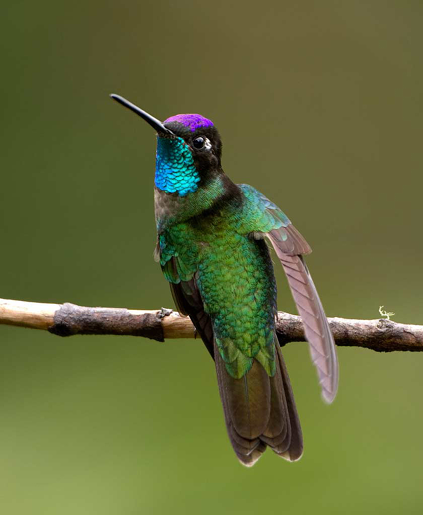 Bellas Aves de El Salvador: Eugenes fulgens (colibrí magnífico)