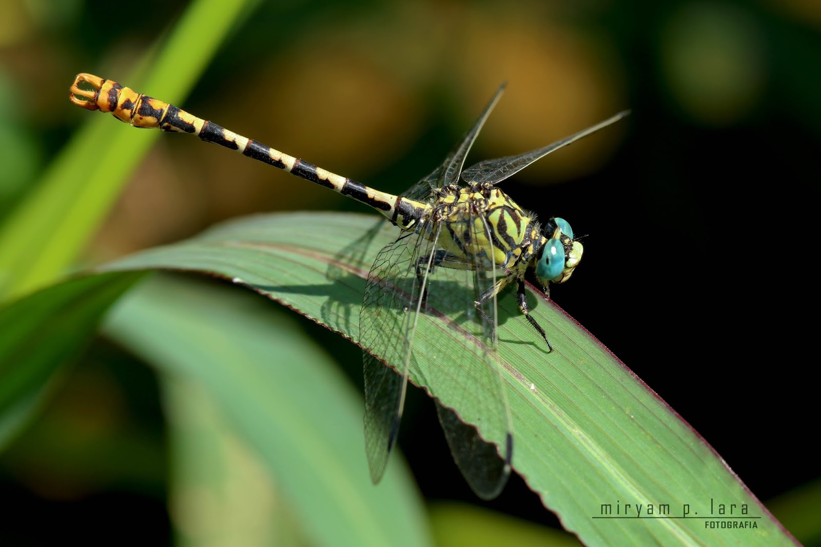 Imagen Natural: Una sesión de libélulas