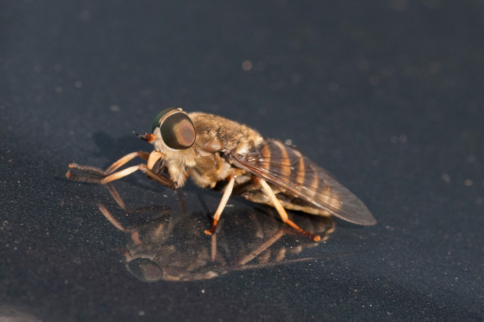 East Glamorgan Wildlife: Tabanus sudeticus