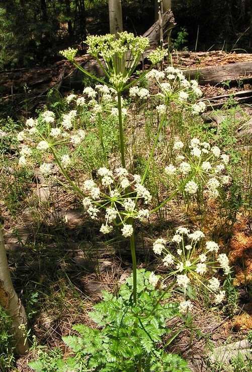 Growing Hermione's Garden: Ligusticum porteri - Osha