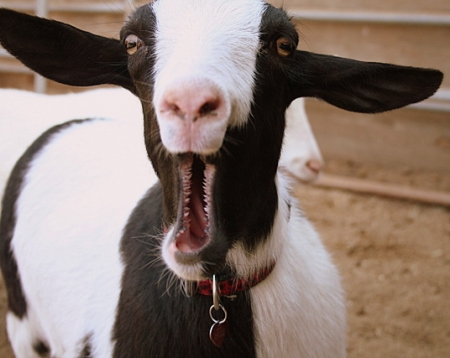 Our Beautiful World: Animal Expressions