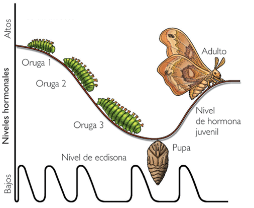 INFORMACIÓN SOBRE INSECTOS : LA MARIPOSA.