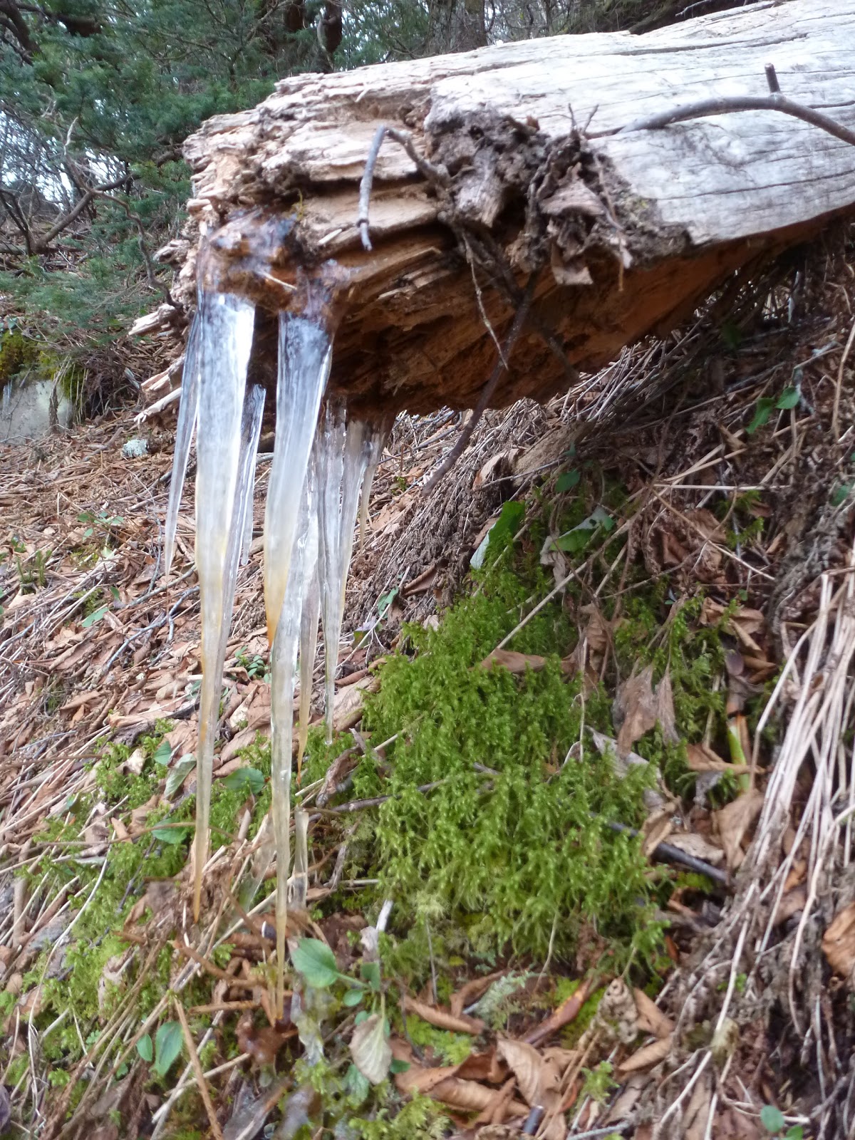 The Continuing Adventures of Eric, Noelle and Sierra: Great Smoky ...