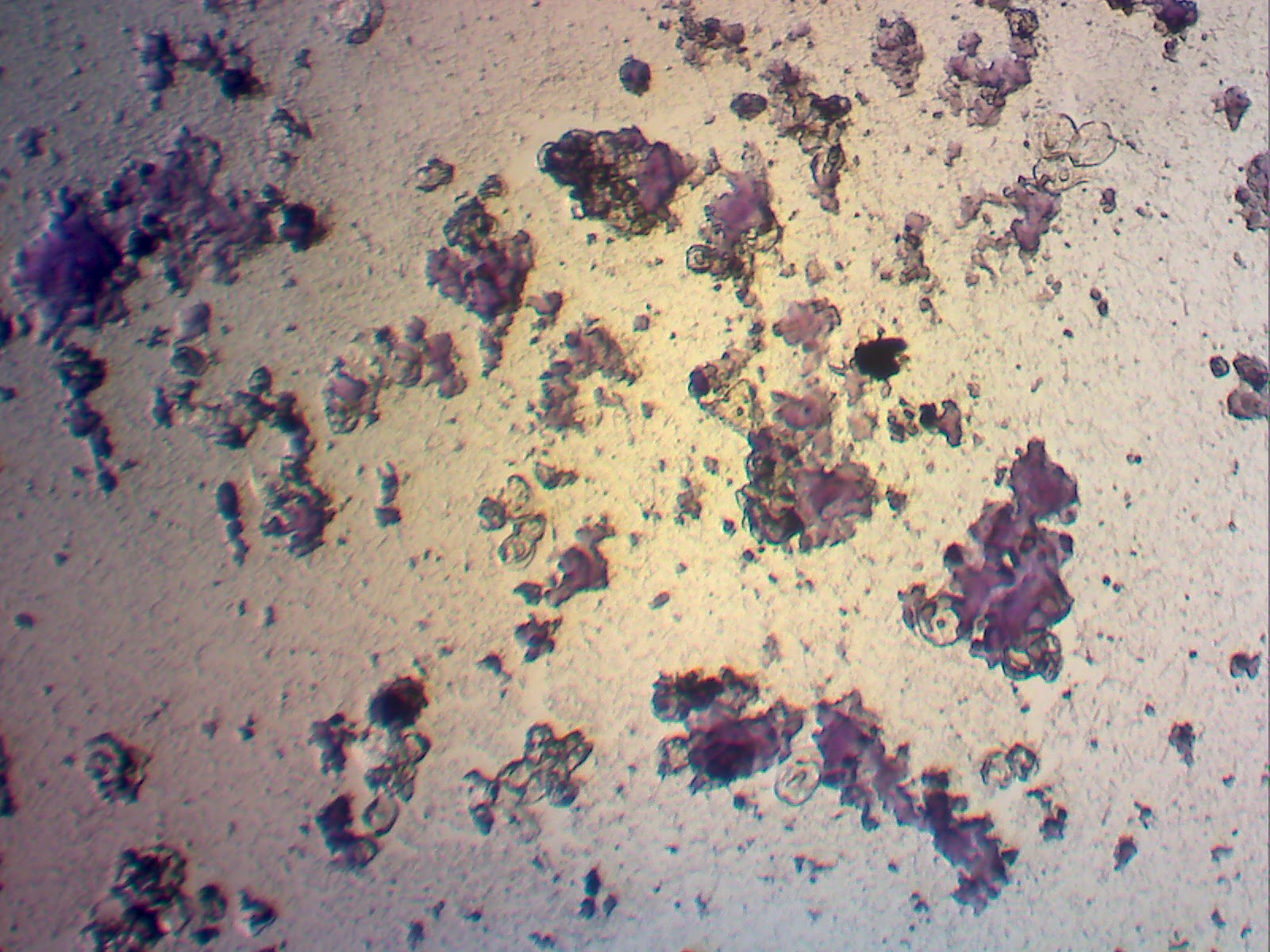 Pangea Arts and Sciences: Gram Staining a Heat Fixed Smear Slide