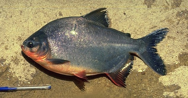 NUMIS VENEZUELA: LA MOROCOTA