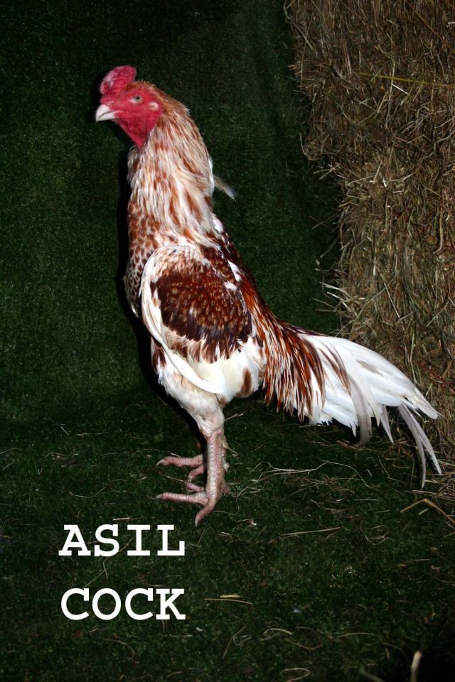 KING GHAZI: Indian Asil