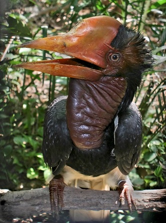 O Livro da Natureza: Calaus