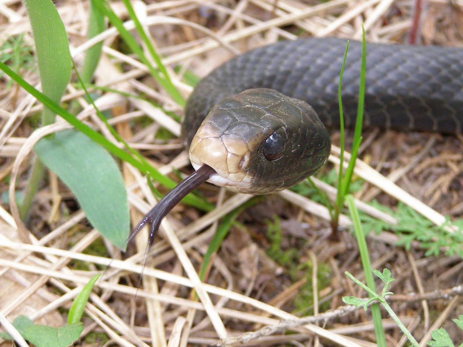 Northern Black Racer