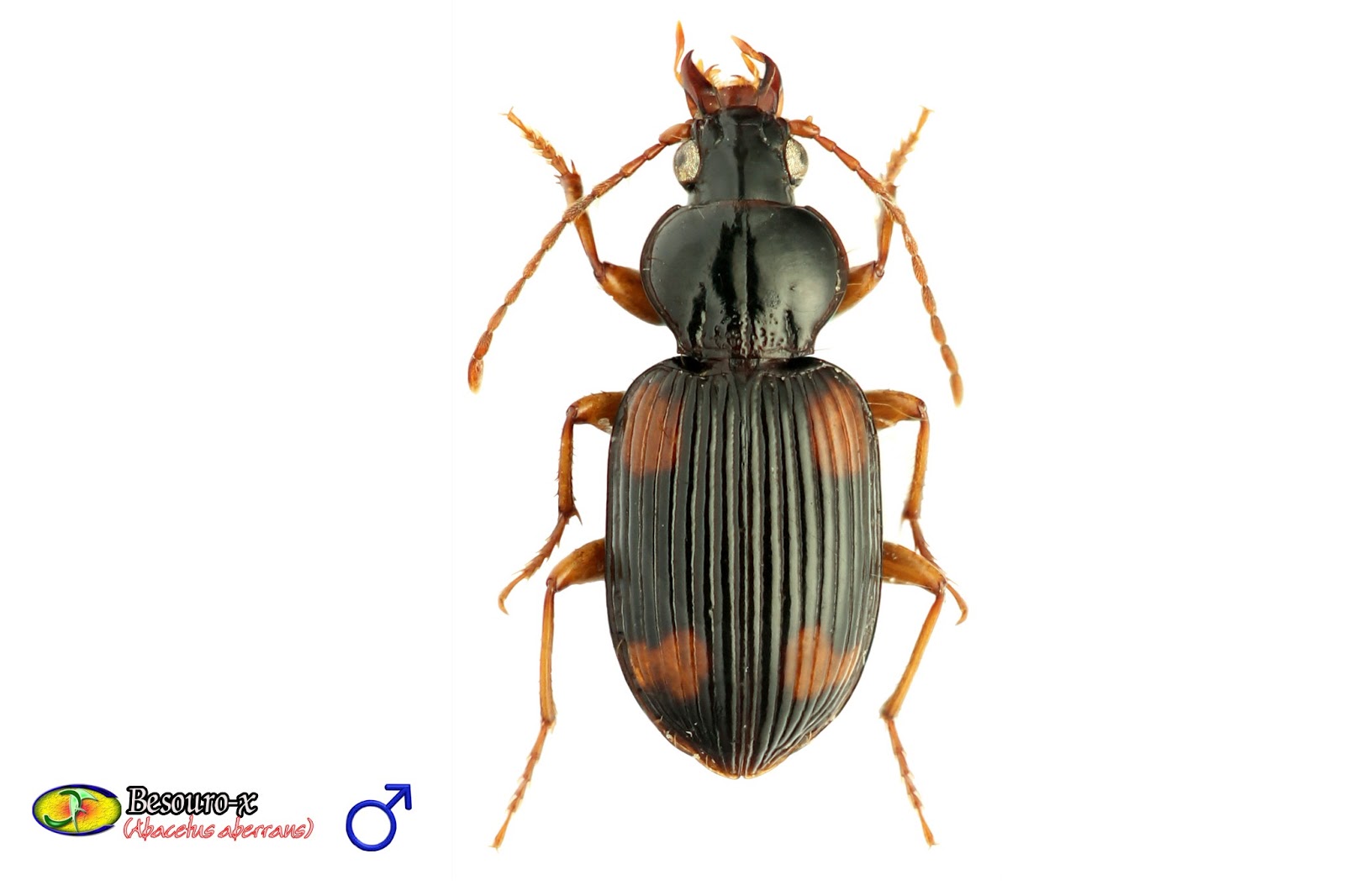 Fauna: Besouro x (Abacetus aberrans)
