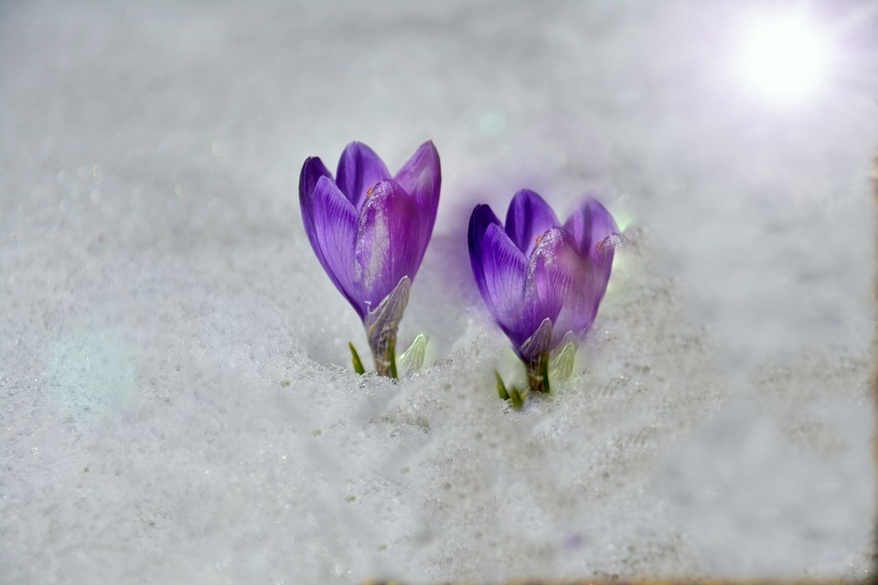 Indiana Voice Journal : A Poem by Joan Leotta: "While Other Flowers ...