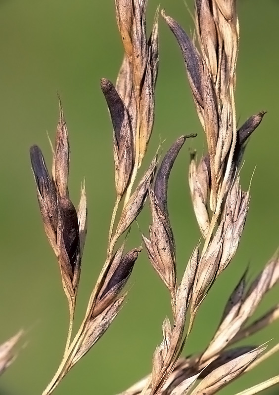 Claviceps purpurea (Fr.) Tul. • CEMAS Orden Hypocreales, Ascomycota