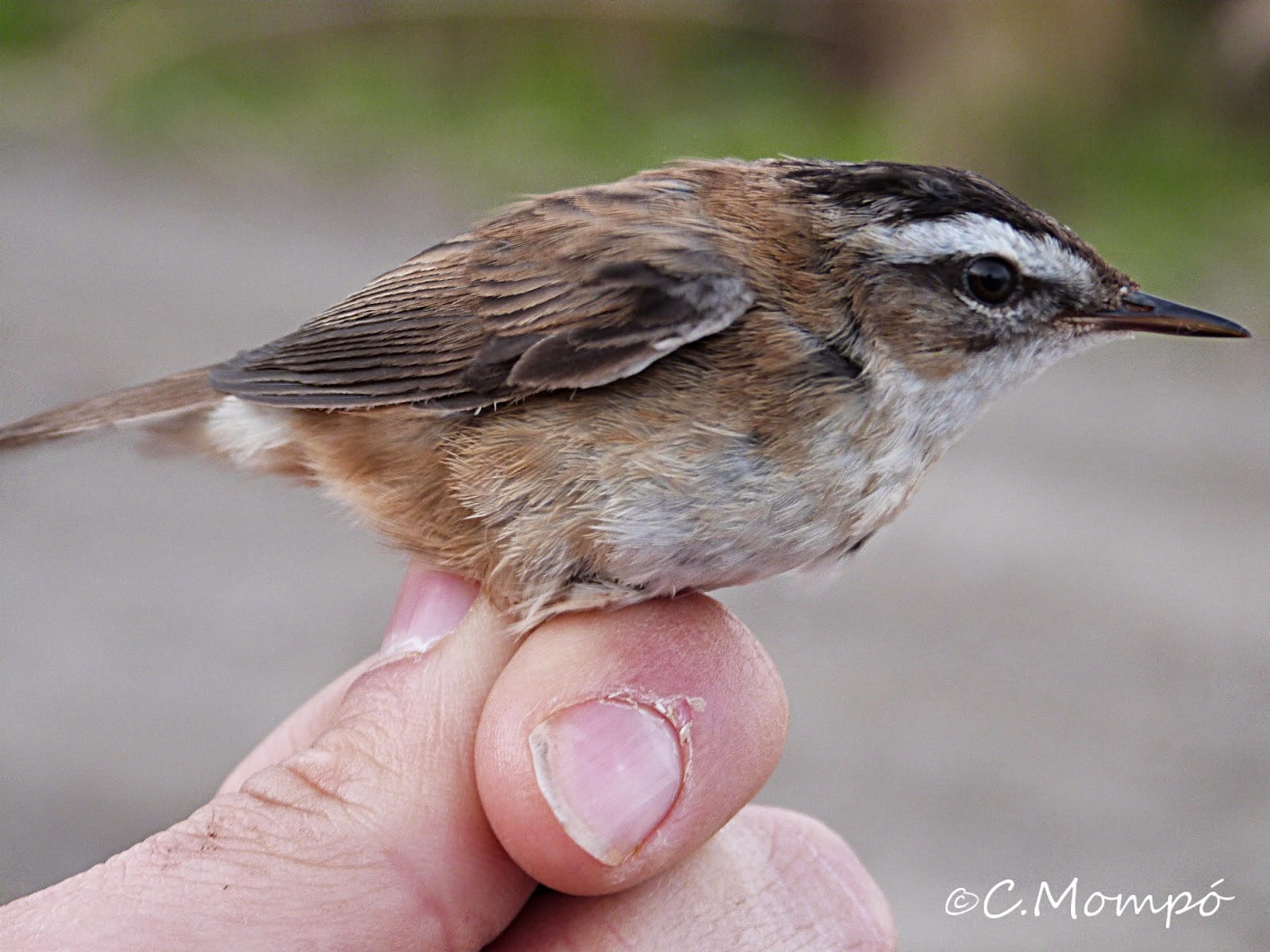 Amantes de la ornitología: Los "pájaros marrones"