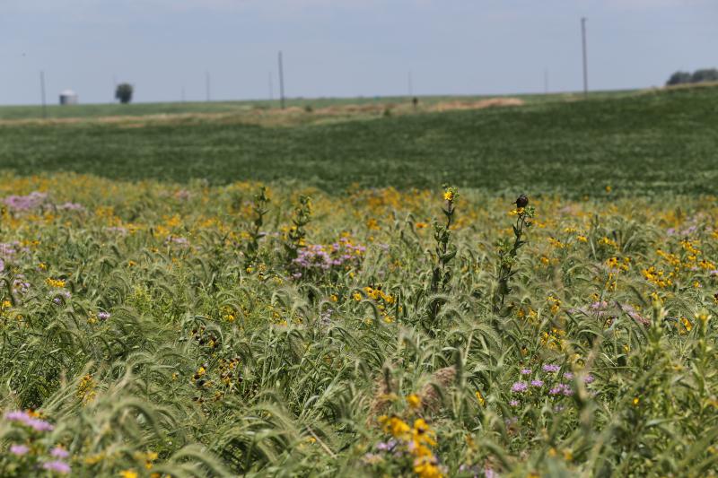 The Rural Blog: Planting prairie grasses and flowers along edges of ...