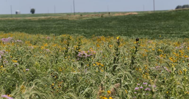 The Rural Blog: Planting prairie grasses and flowers along edges of ...