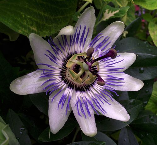 We Love Donegal Blog: DONEGAL ATTRACTIONS ~ TROPICAL WORLD