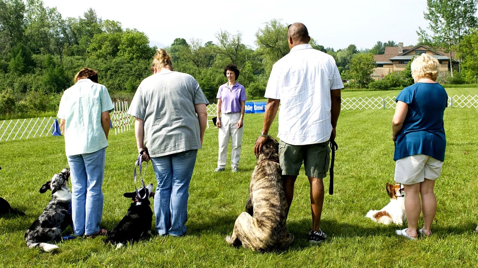Dog Training Business Dog Choices dog-training-business-dog-choices