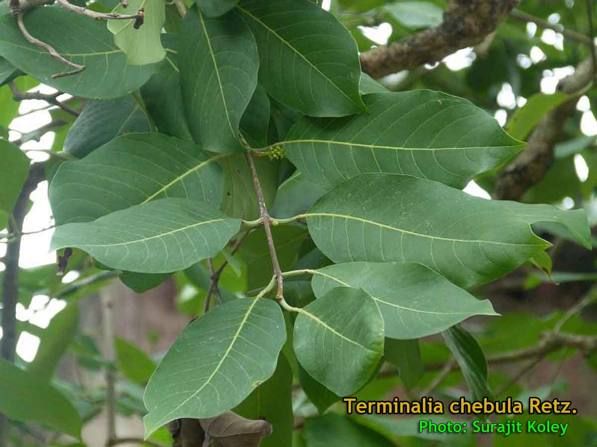Medicinal Plants: Terminalia chebula