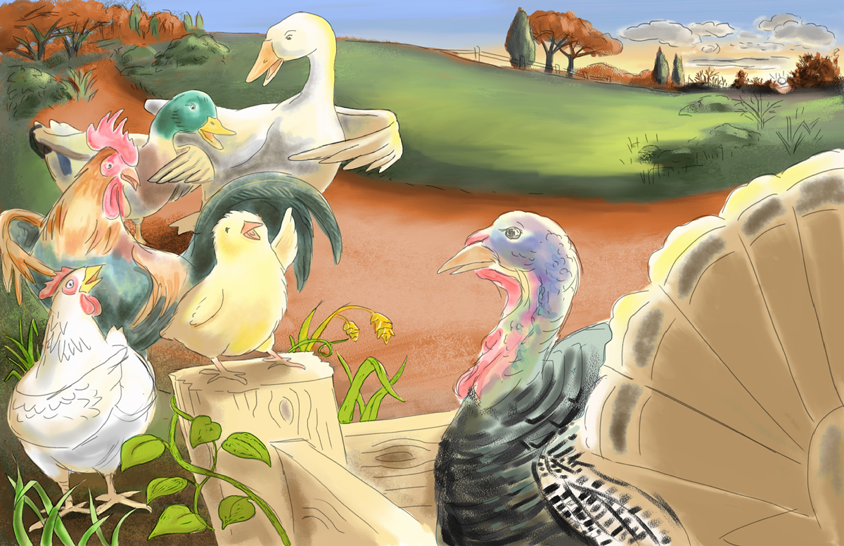 Light and Shade: Turkey Lurkey Times Two