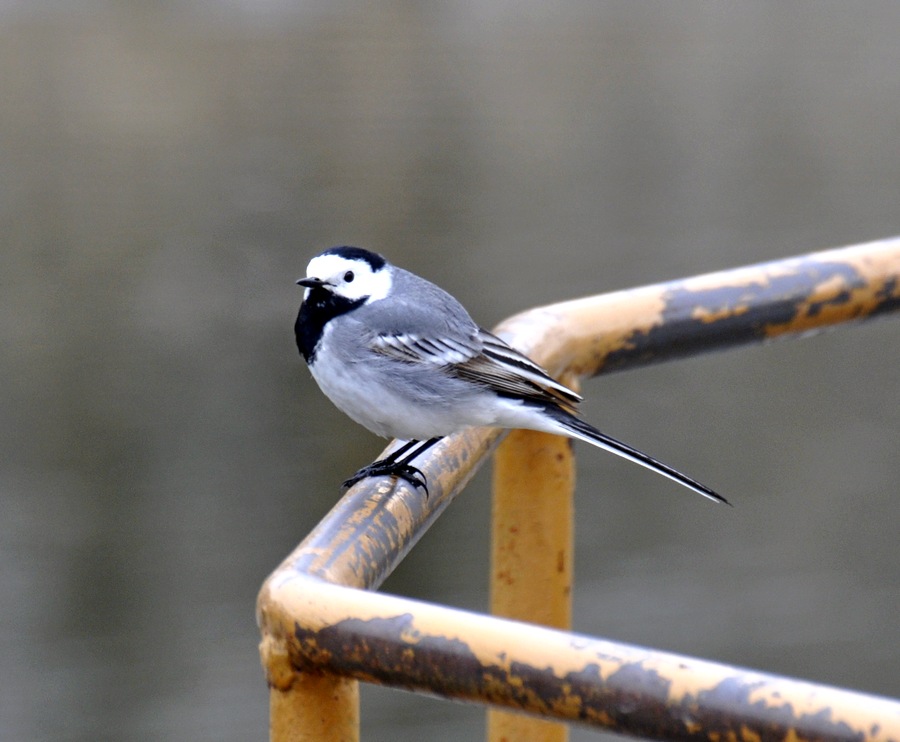 Păsări din parcuri ieșene: Codobatura albă
