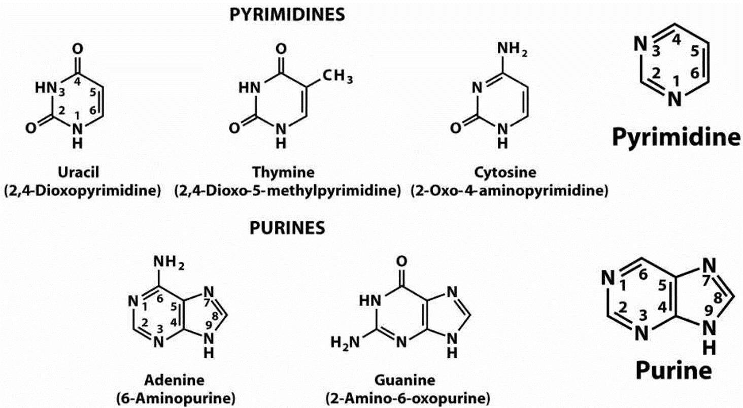 BIOQUIMICA: NUCLEOTIDOS Y ACIDOS NUCLEICOS
