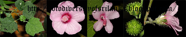 Biodiversity of Sri Lanka: පට්ට ඇපල/ඇපල [Patta Epala/Epala]/Caesar weed ...