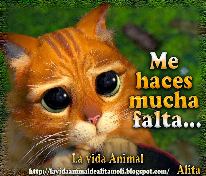 La vida Animal: Me haces mucha falta...