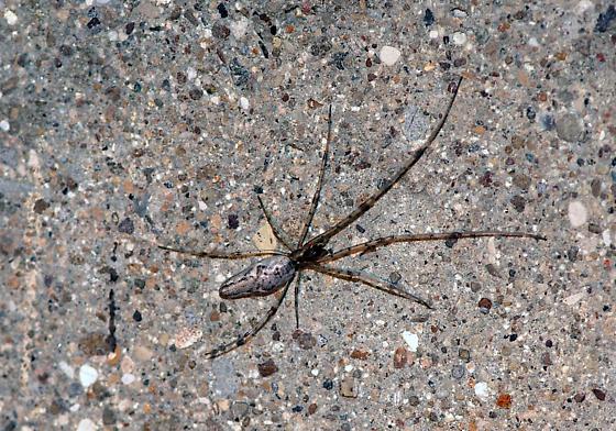 Field Biology in Southeastern Ohio: Ohio Spiders