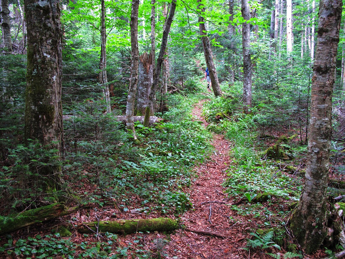 White Mountain Sojourn: 7-26-14 Mt. Adams, King Ravine