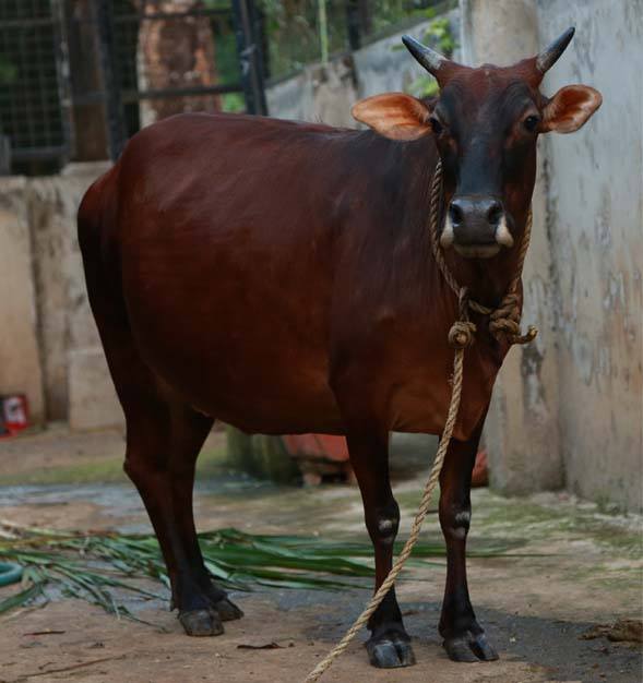 நம் நாட்டு மாடுகள் (BULL AND COW)