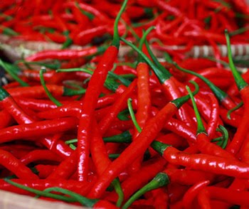 Budidaya Tanaman Cabai | Tips Peternakan, Budidaya, dan Pertanian